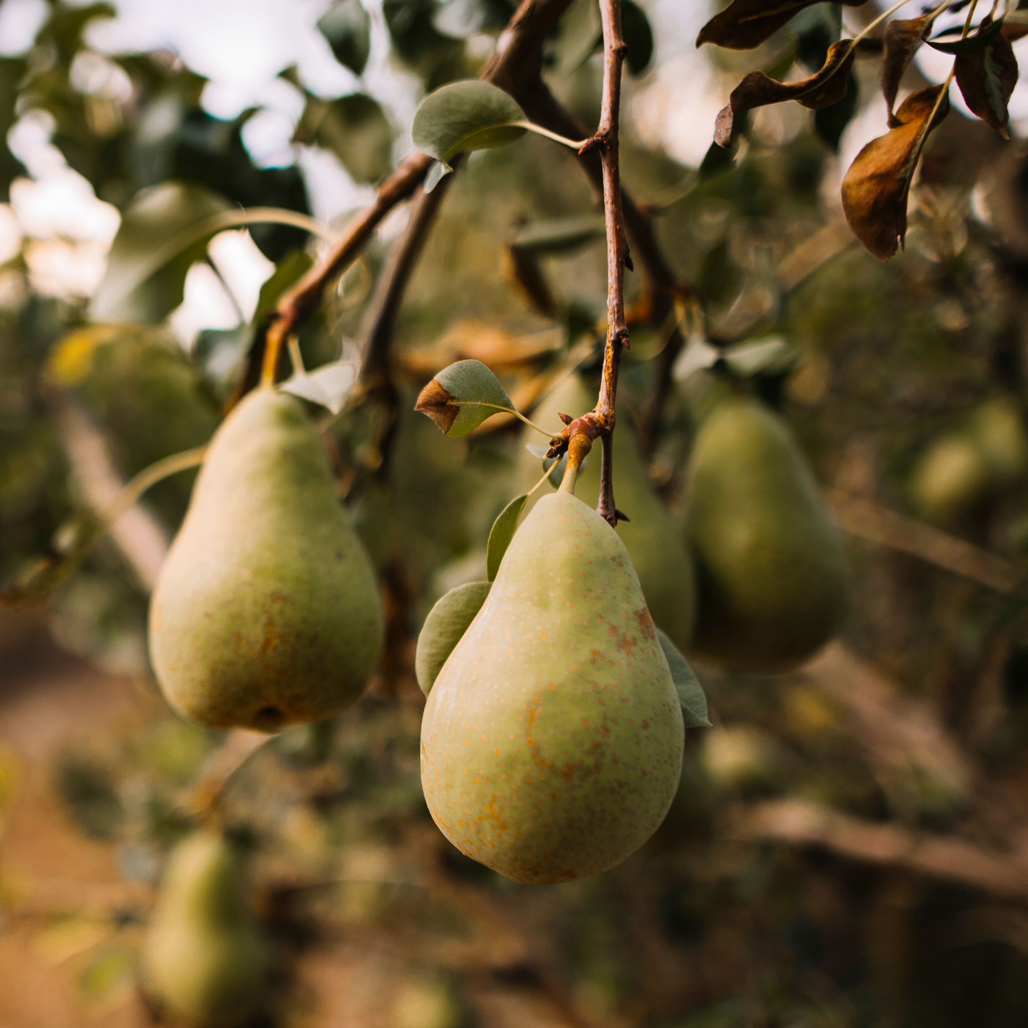 Pear, Flordahome – Freedom Tree Farms