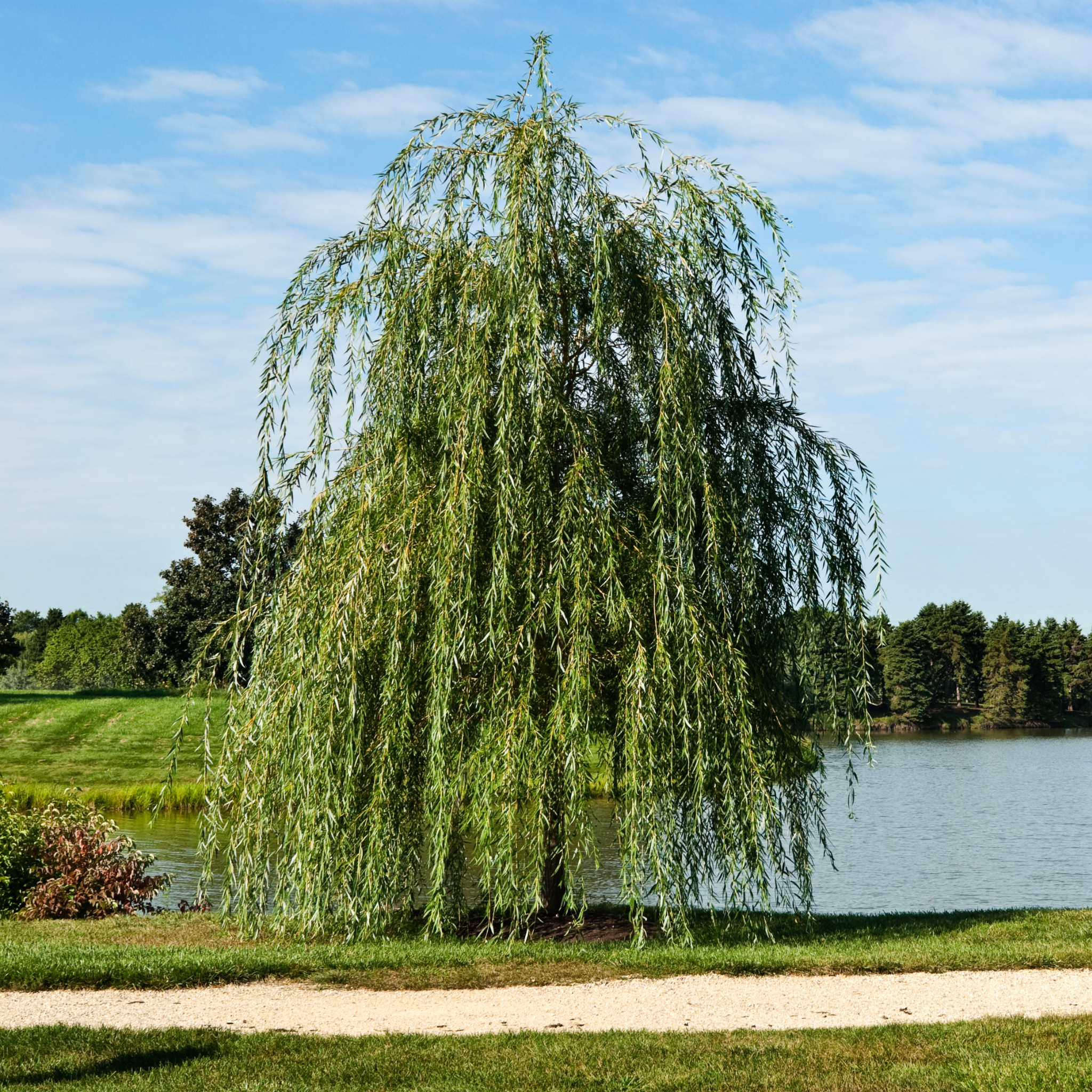 Willow, Weeping – Freedom Tree Farms