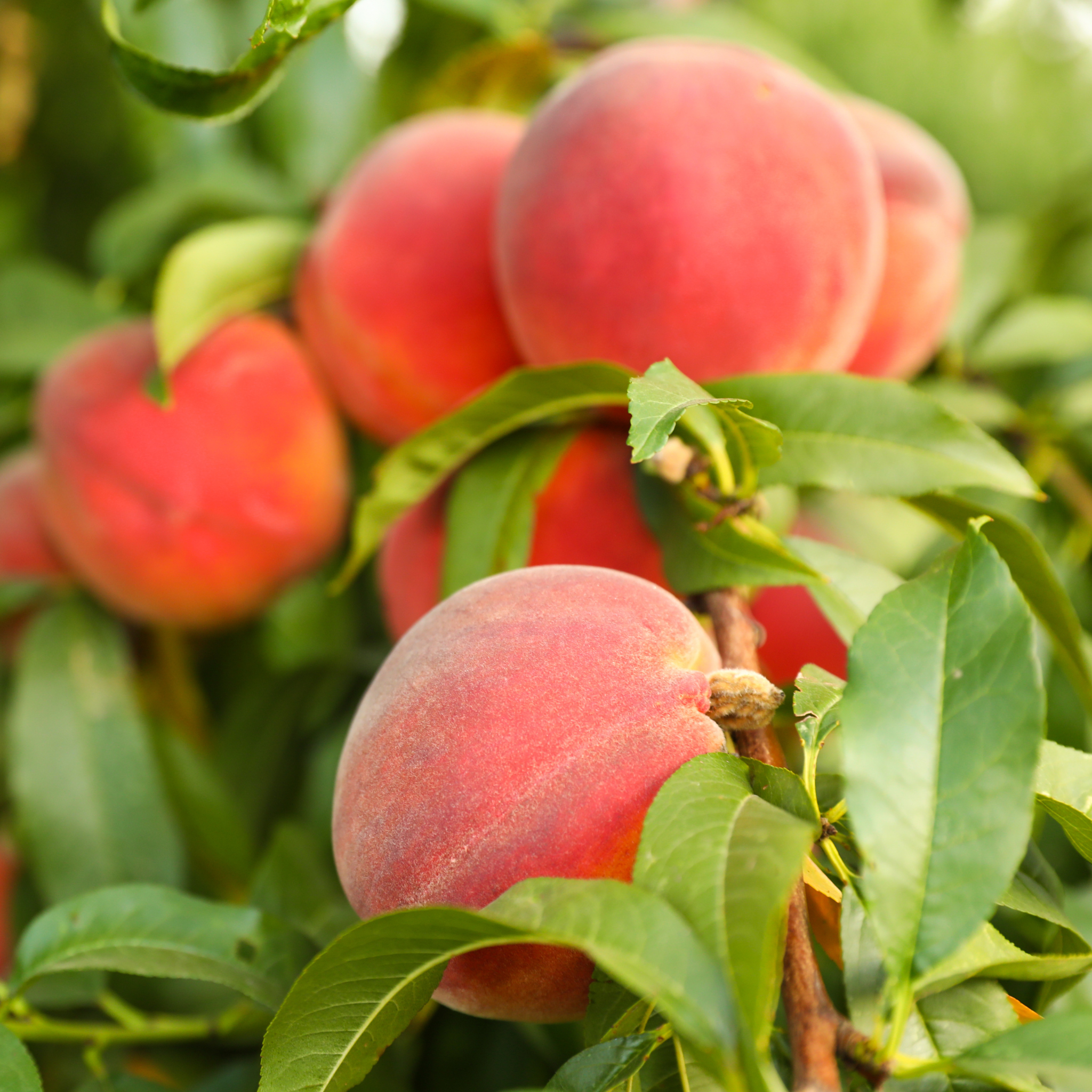 Peach, Ruston Red – Freedom Tree Farms