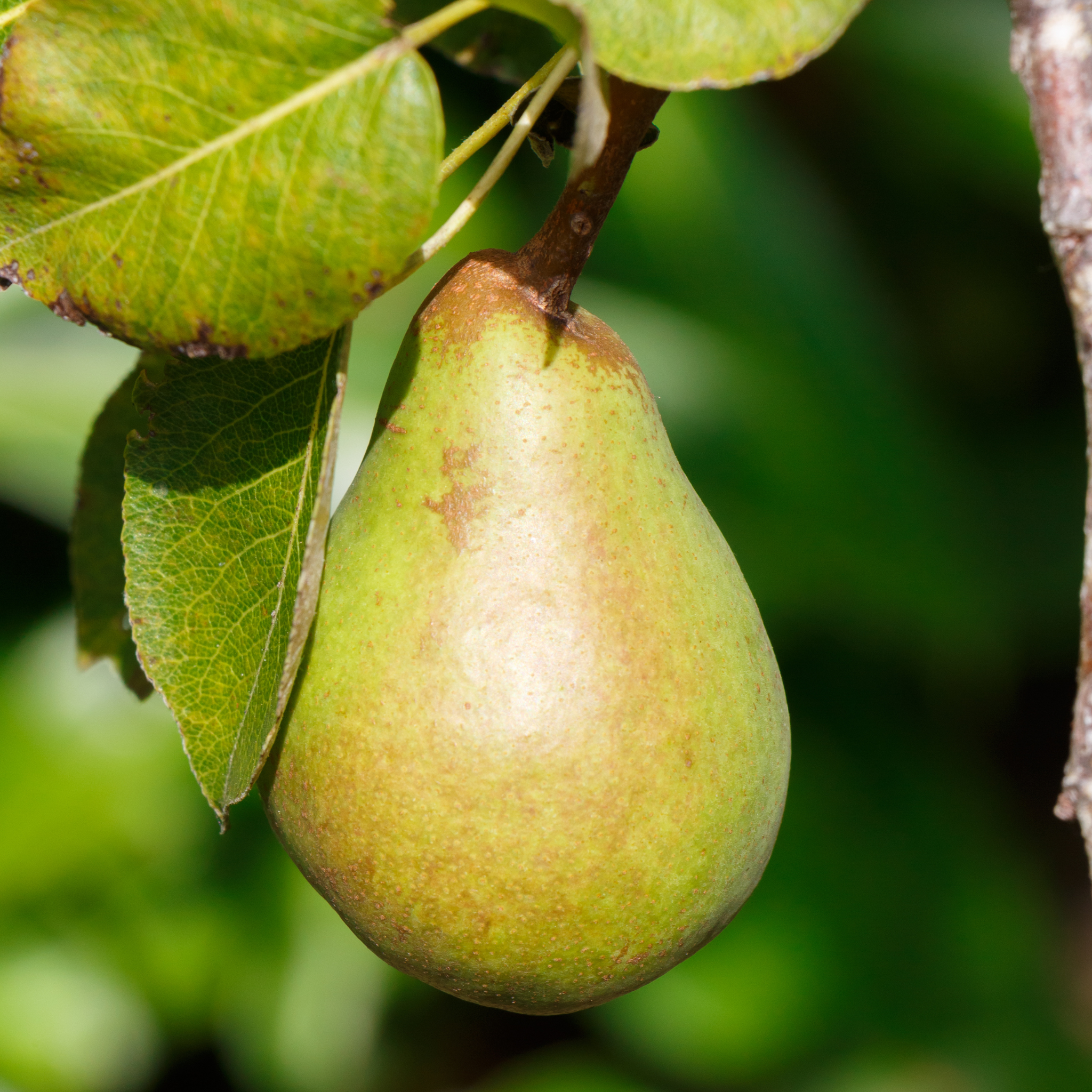 Pear, Ayers – Freedom Tree Farms
