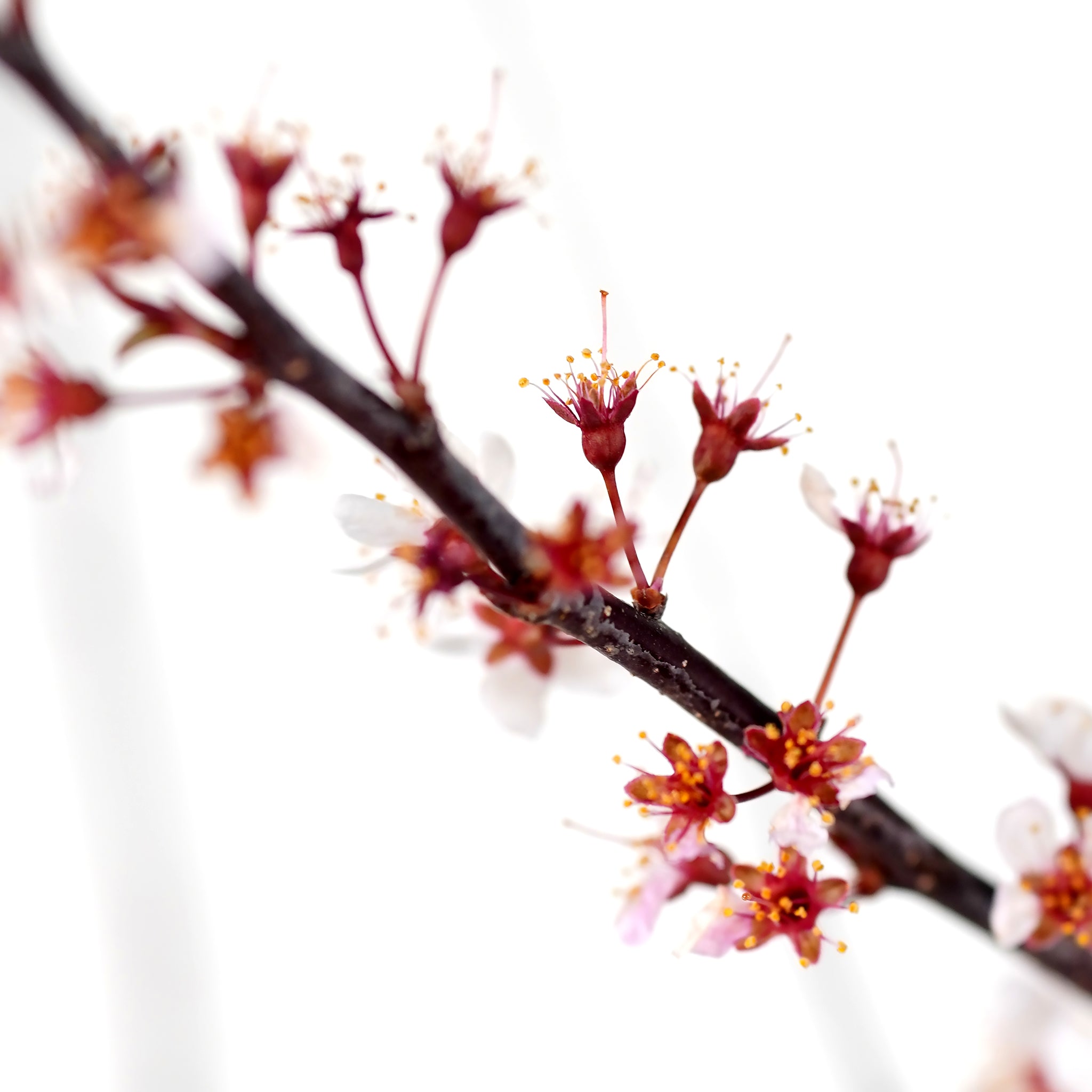 Plum, All Red – Freedom Tree Farms