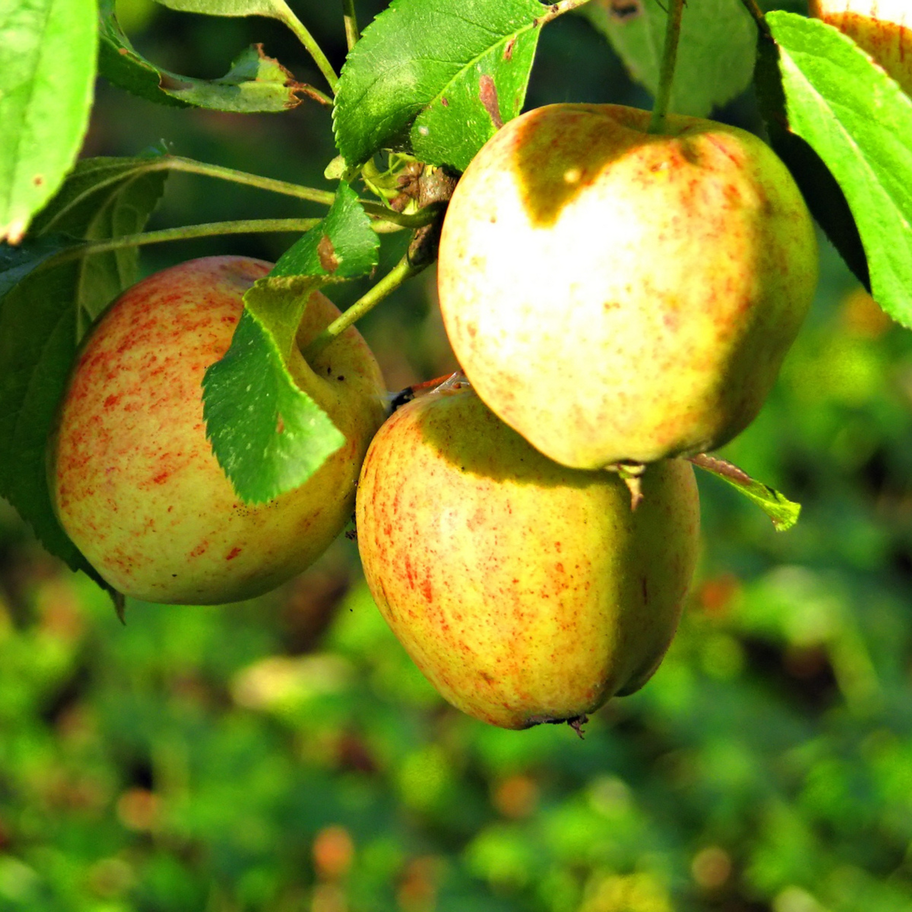 Apple, Dorsett Golden – Freedom Tree Farms