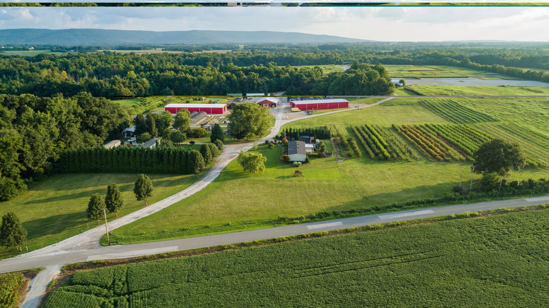 Farm Photos – Freedom Tree Farms