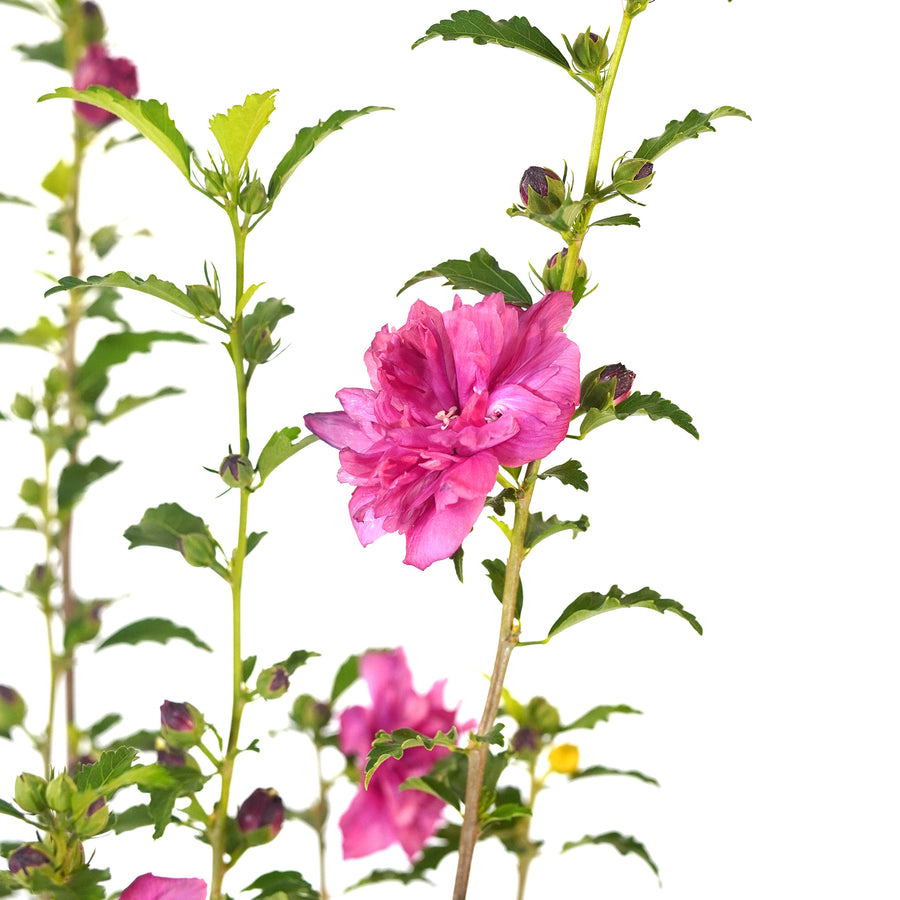 Althea, Red – Freedom Tree Farms