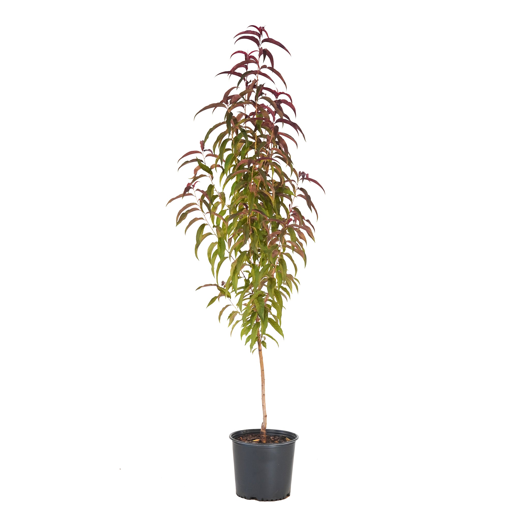 Peach, Flowering, Corinthian Rose – Freedom Tree Farms