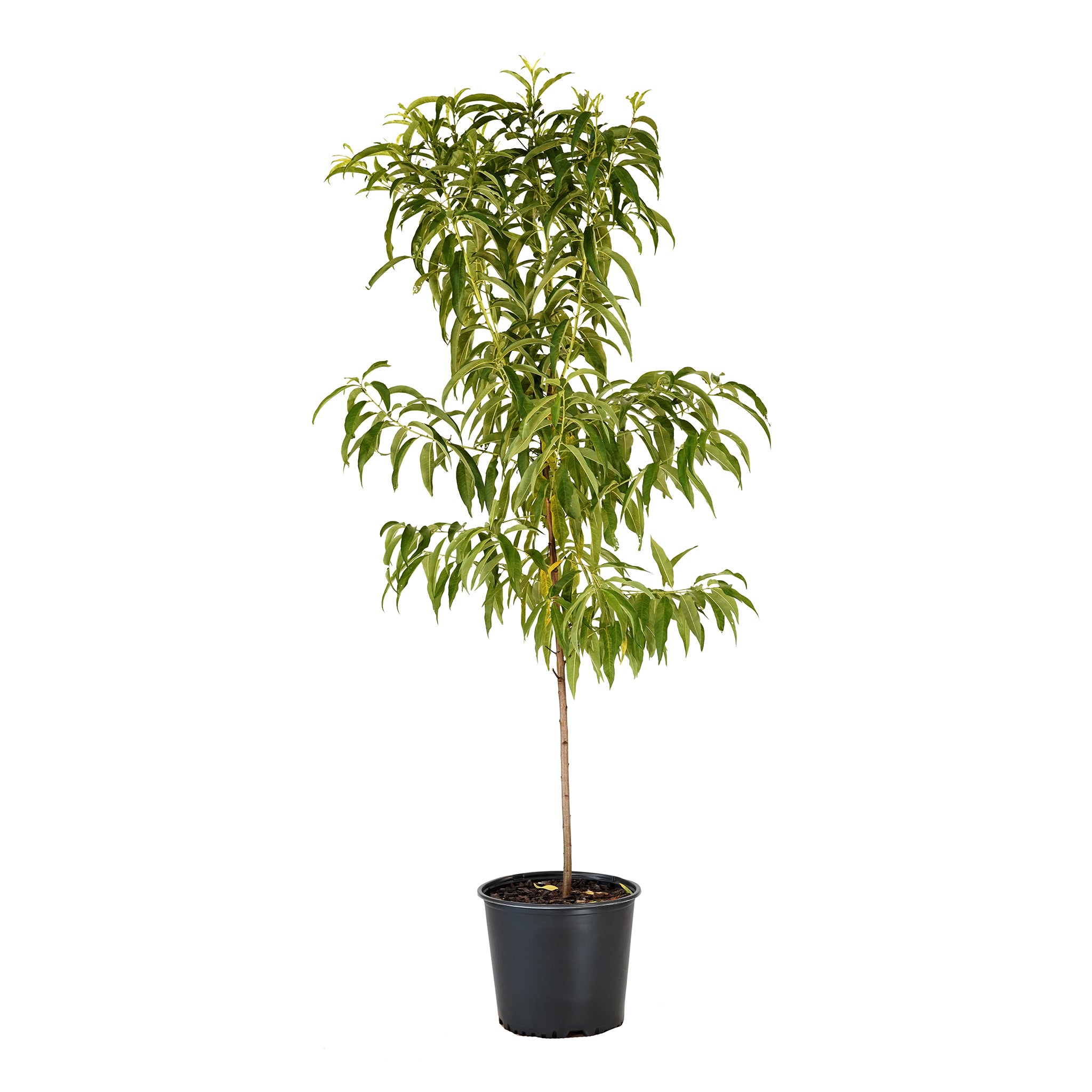 Nectarine, Suncoast – Freedom Tree Farms