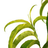 Nectarine, Sunmist – Freedom Tree Farms